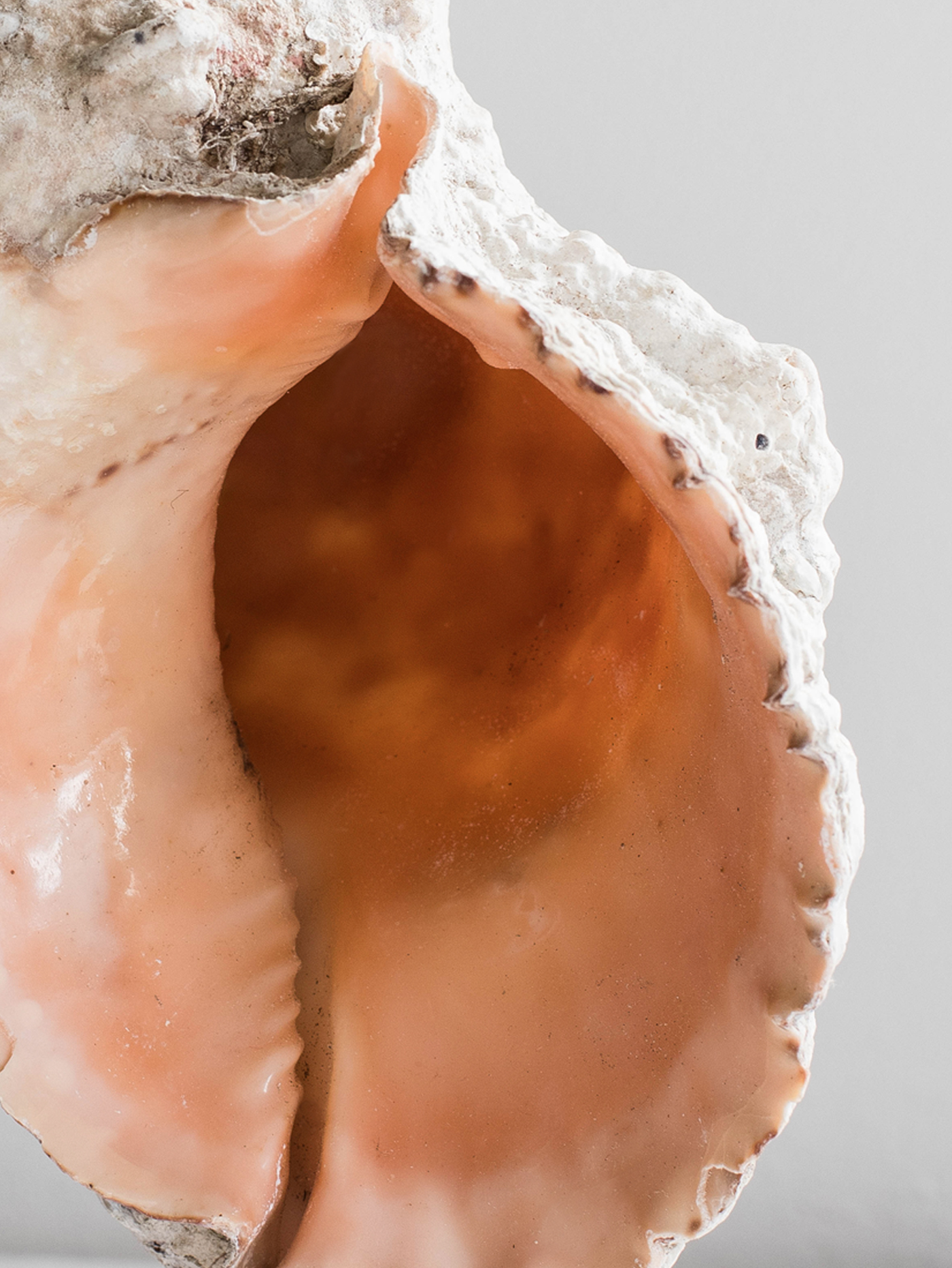 SCHELP OP VOET – Design Brendan Bakker